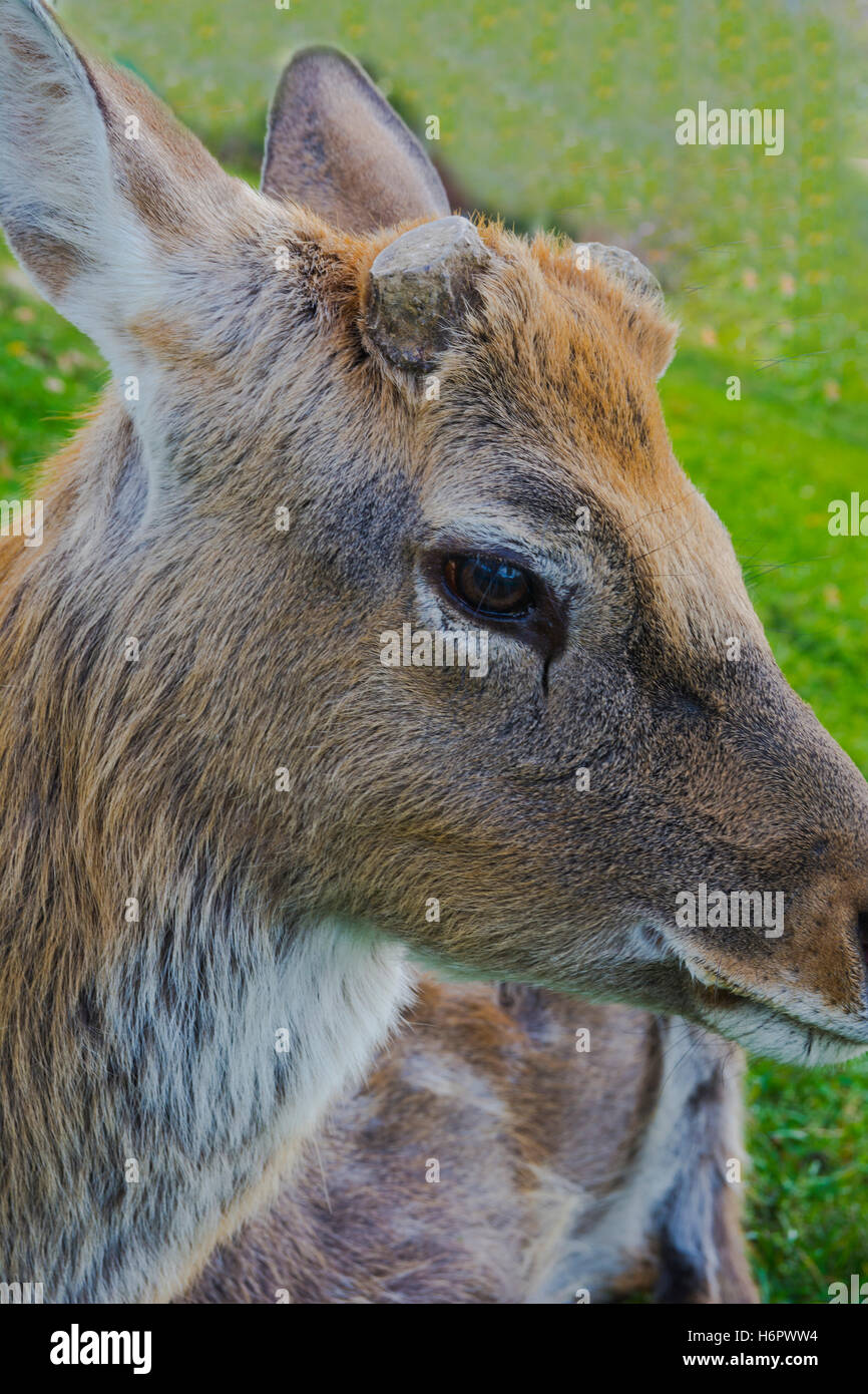 Deer - large animals with an elegant body and slender, shapely legs ...