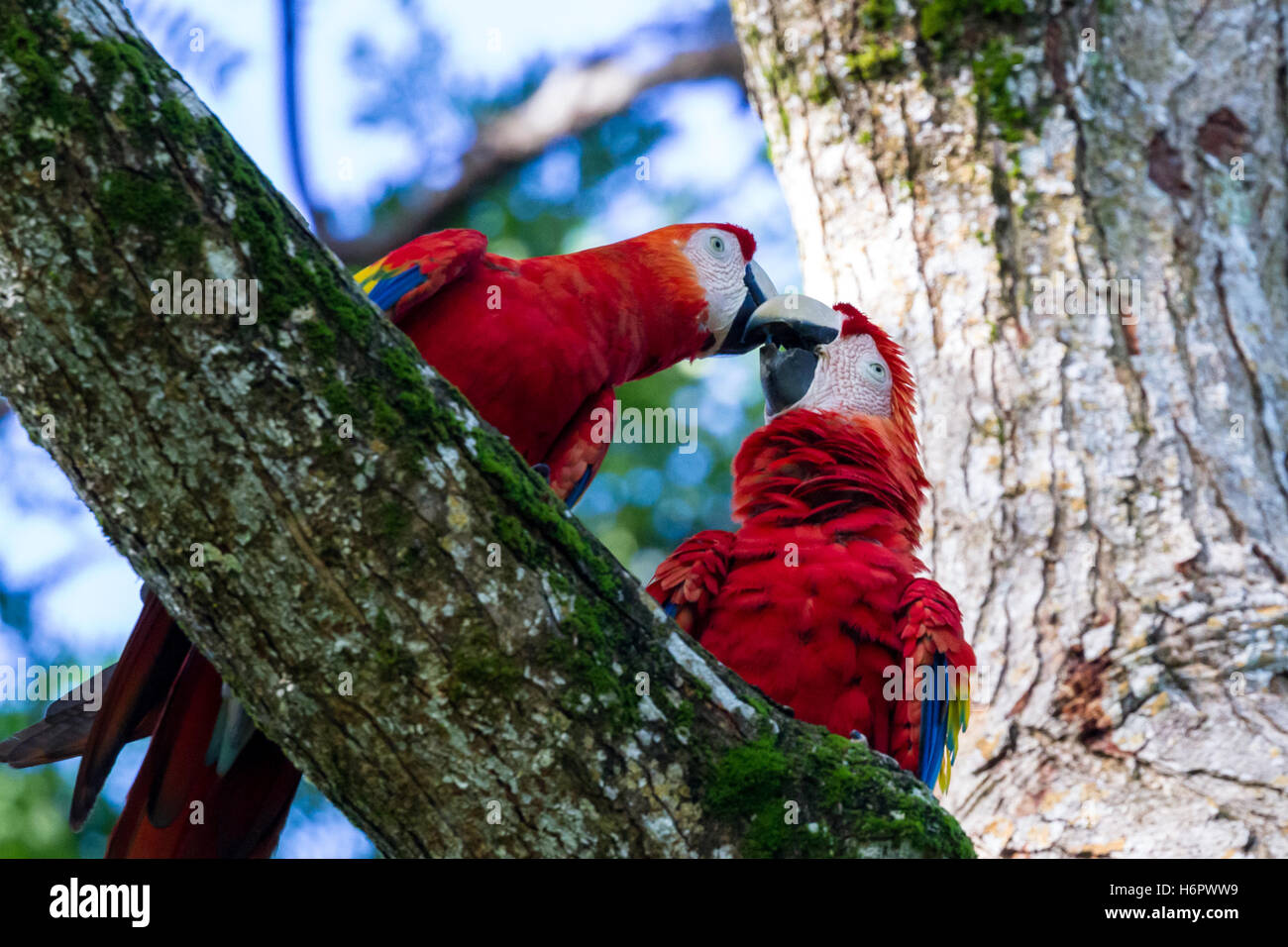 loving pair of scarlet macaws kissing underneath a tree Stock Photo - Alamy