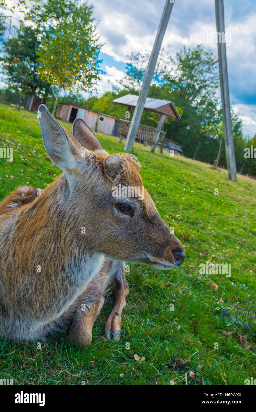 Deer - large animals with an elegant body and slender, shapely legs ...