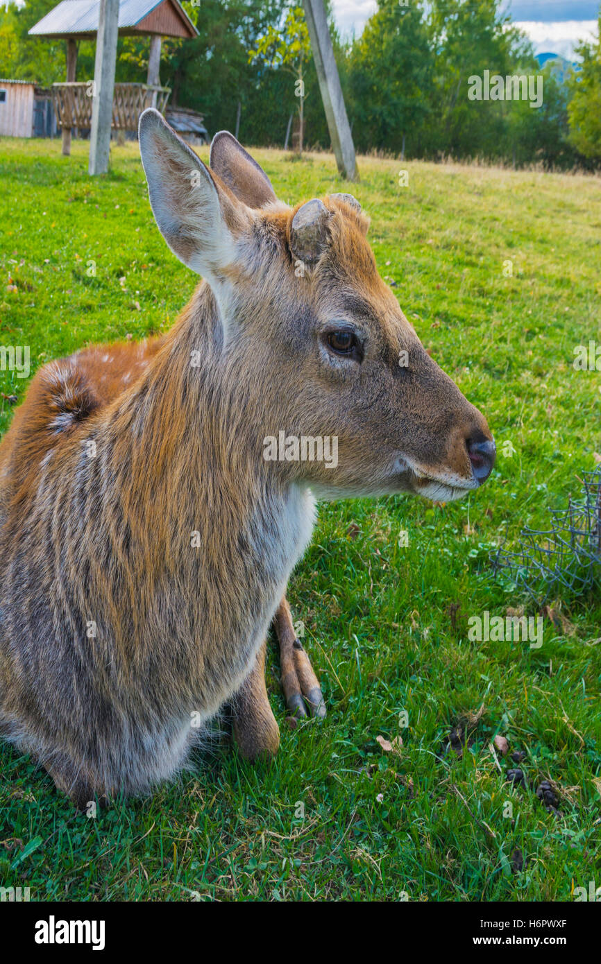 Deer - large animals with an elegant body and slender, shapely legs ...
