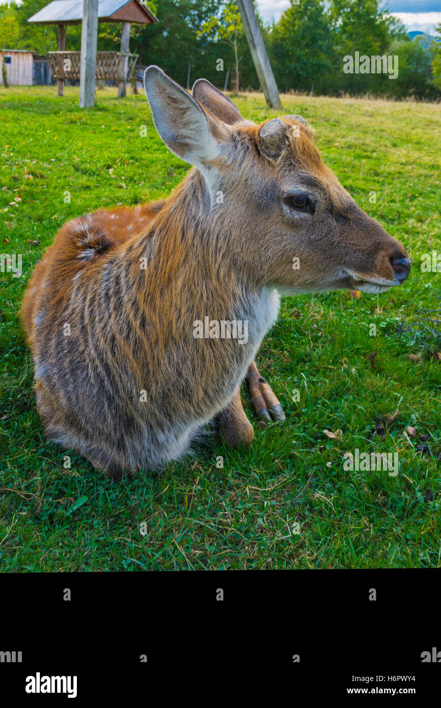 Deer - large animals with an elegant body and slender, shapely legs ...