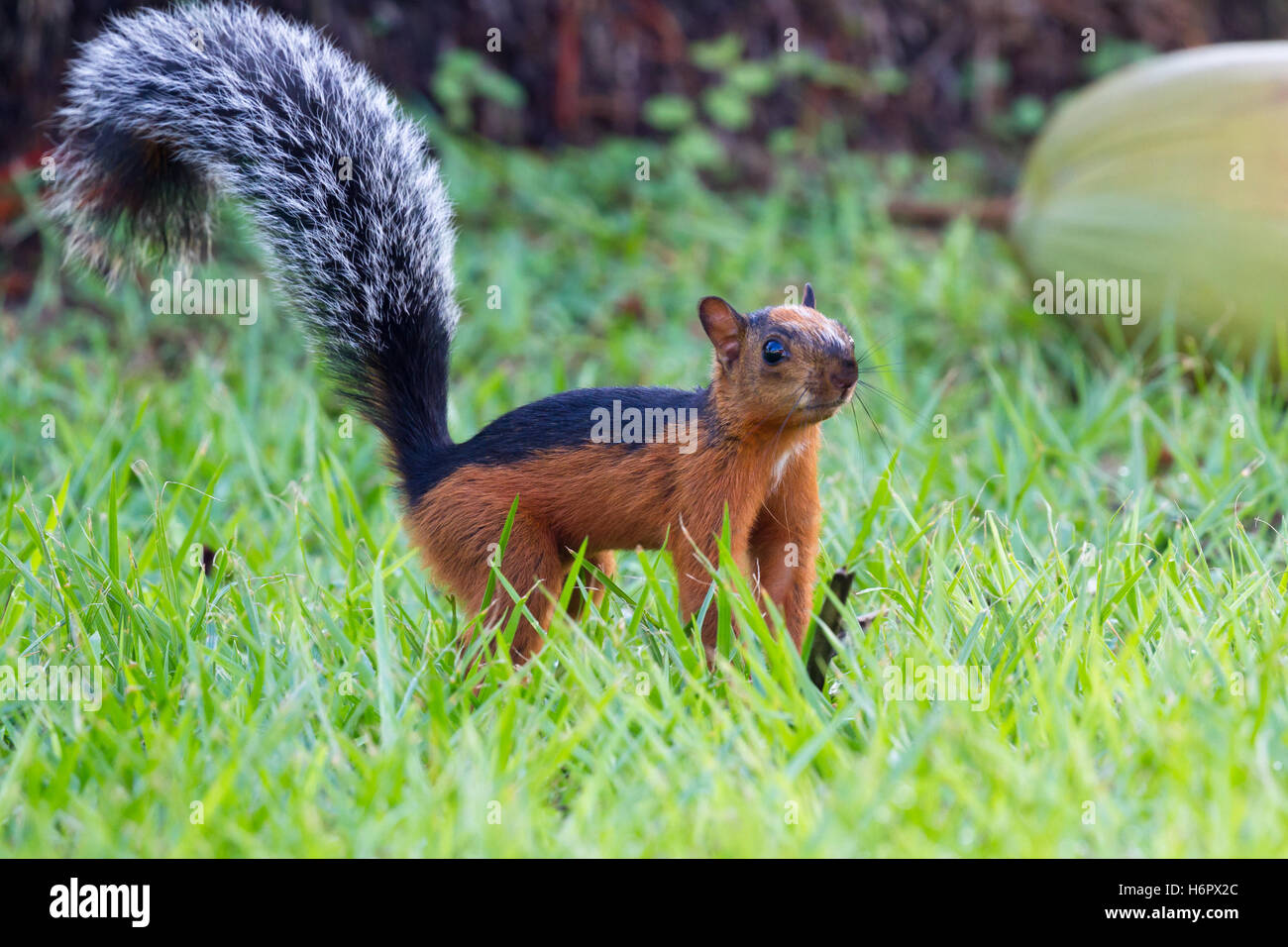 Dark central stripe hi-res stock photography and images - Alamy