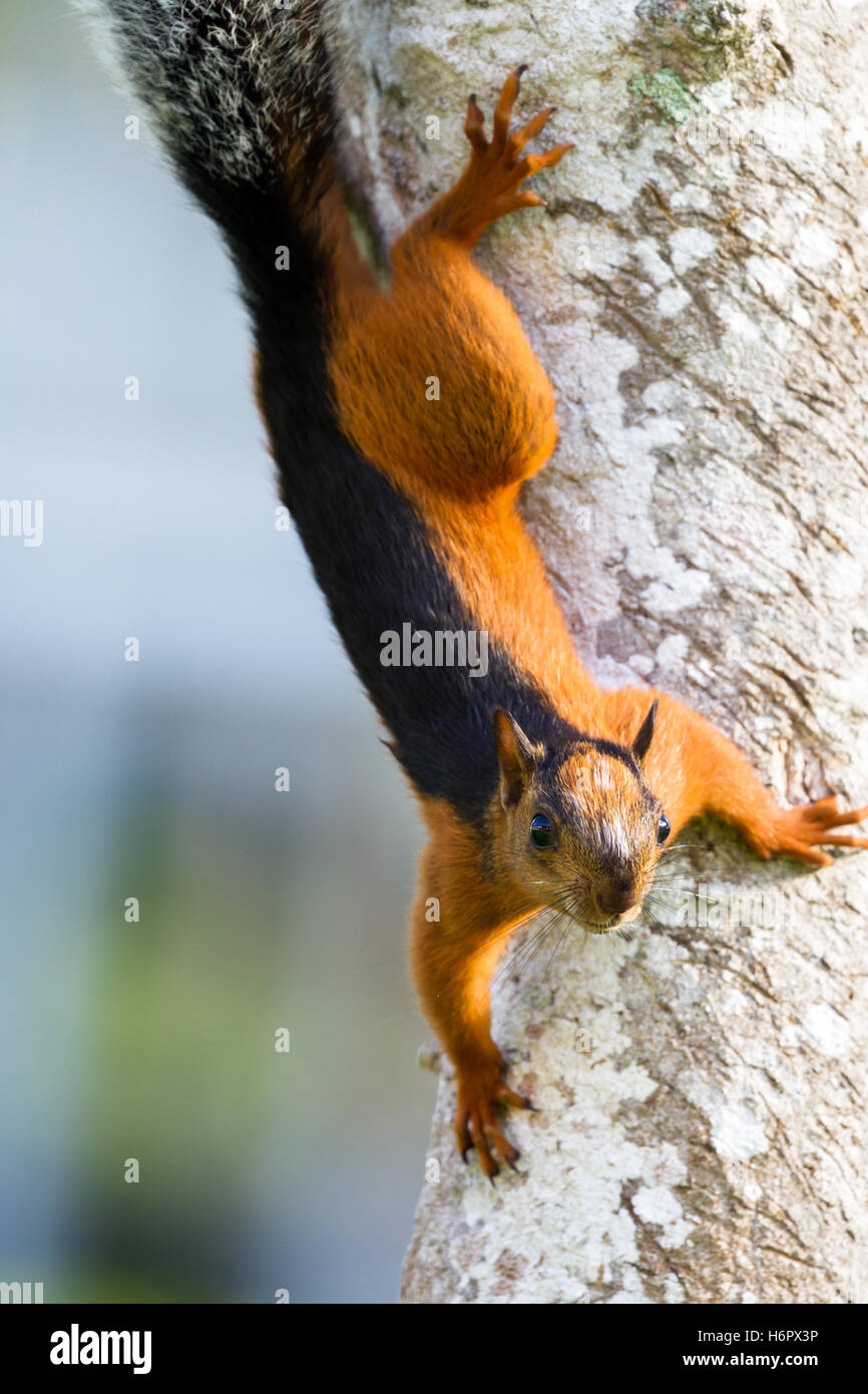 tropical red squirrel with a dark stripe on his back and a bushy grey ...