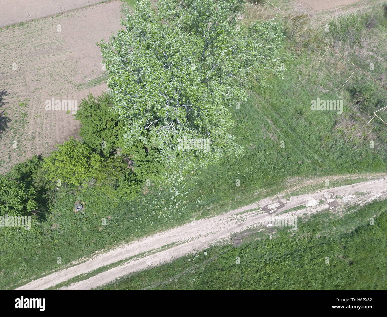 Top view of a silver poplar. The high poplar tree Stock Photo - Alamy