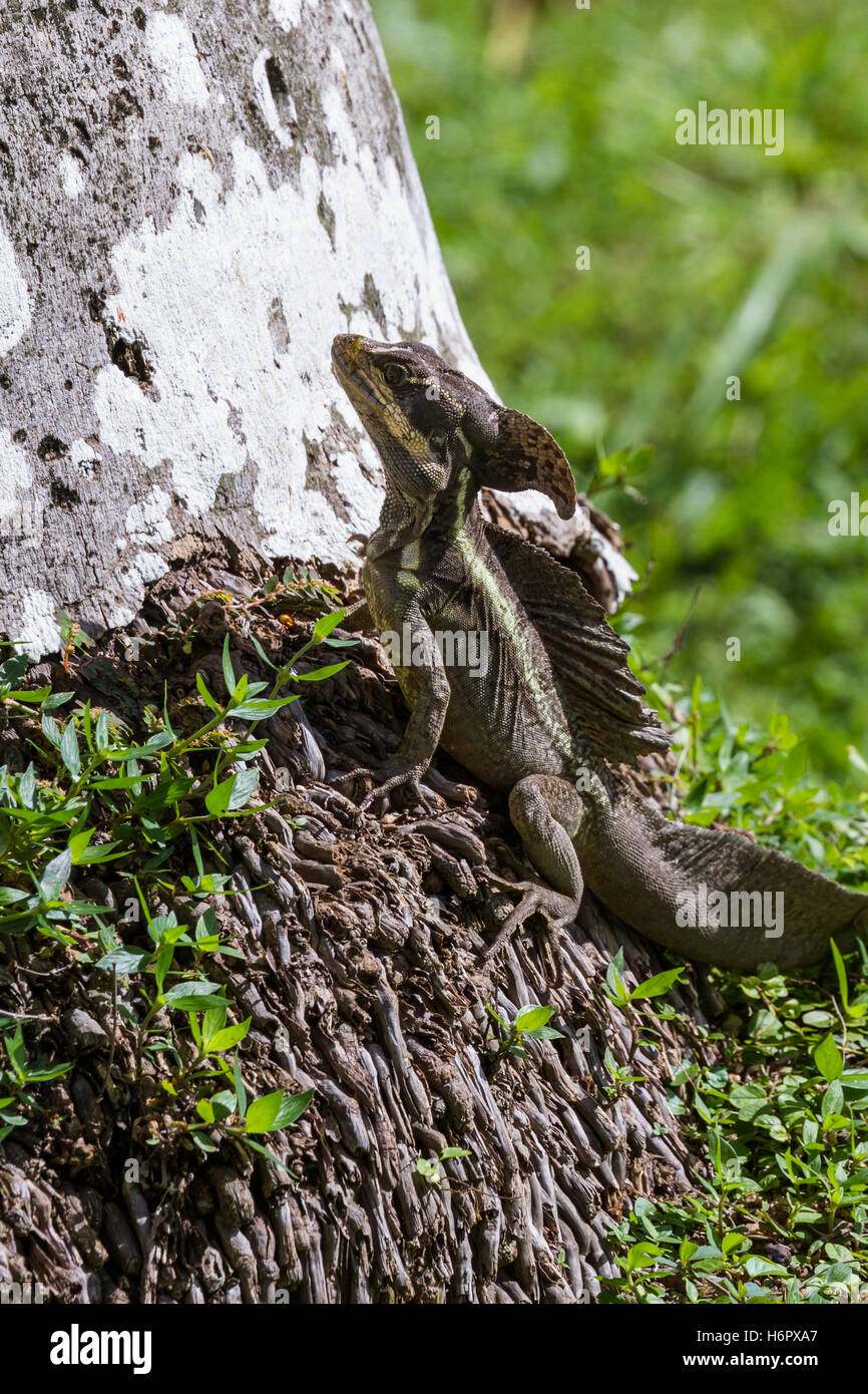 Basilisk lizard hi-res stock photography and images - Alamy