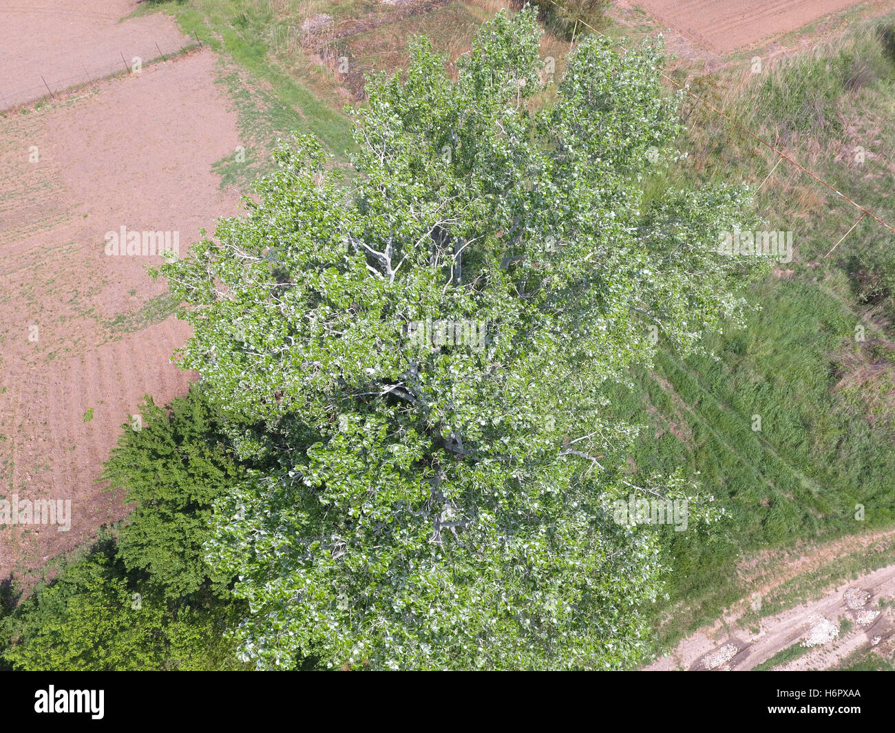 Top view of a silver poplar. The high poplar tree Stock Photo - Alamy