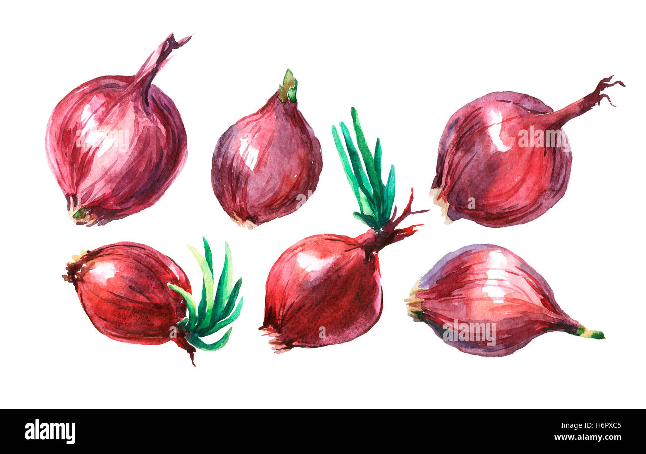 Hand drawn green onion Cut Out Stock Images & Pictures - Alamy