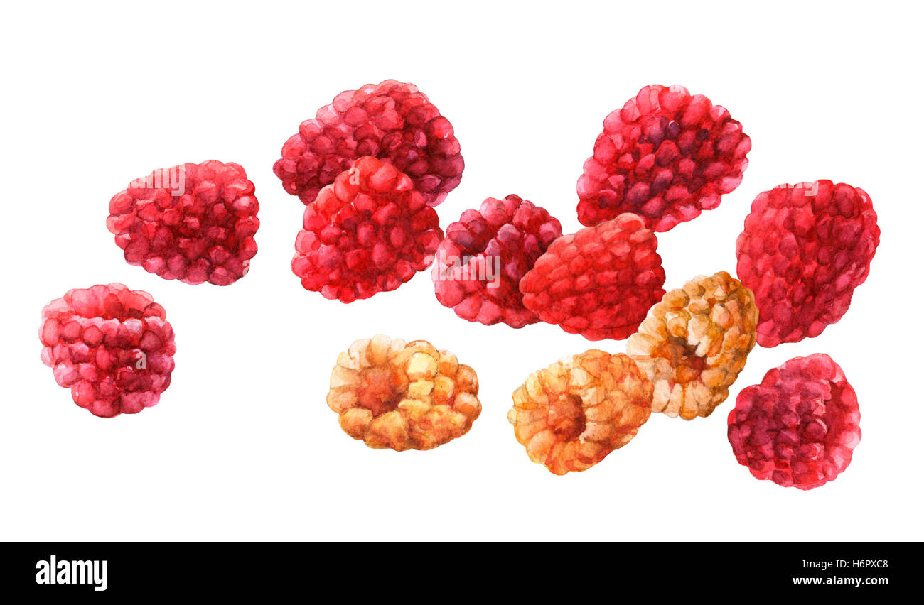 Raspberries. Hand drawn watercolor painting on white background Stock ...