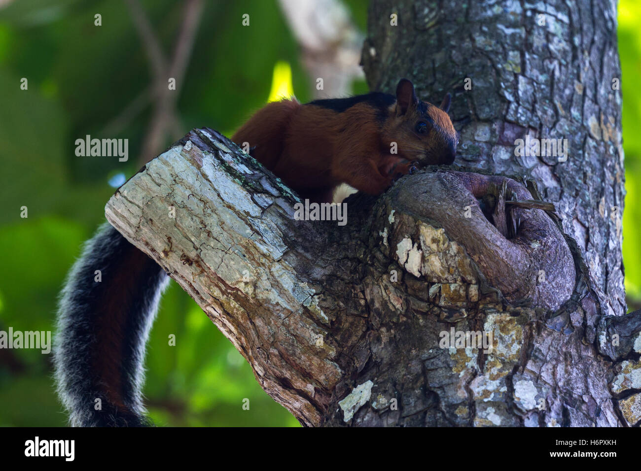 tropical red squirrel with a dark stripe on his back and a bushy grey ...