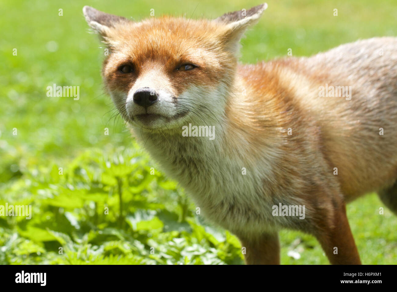 Red fox vixen hi-res stock photography and images - Alamy