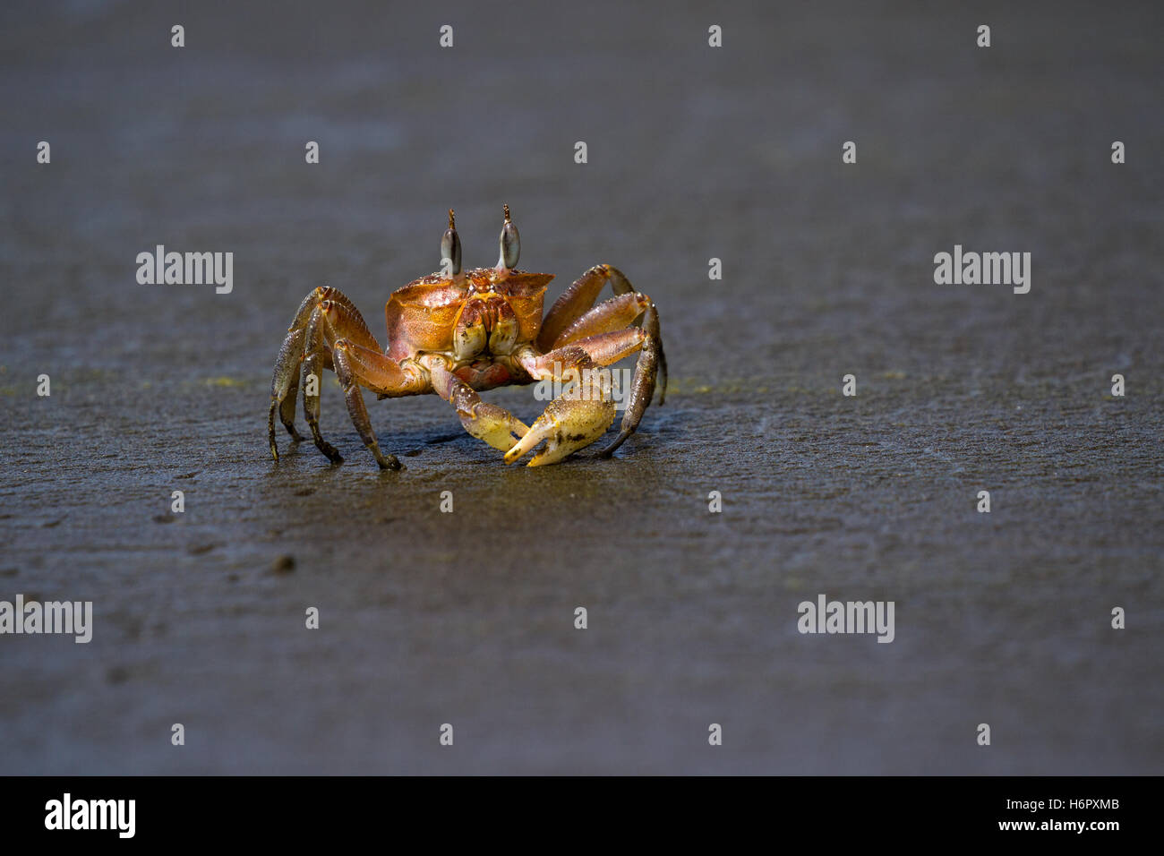 Horned Ghost Crab High Resolution Stock Photography and Images - Alamy