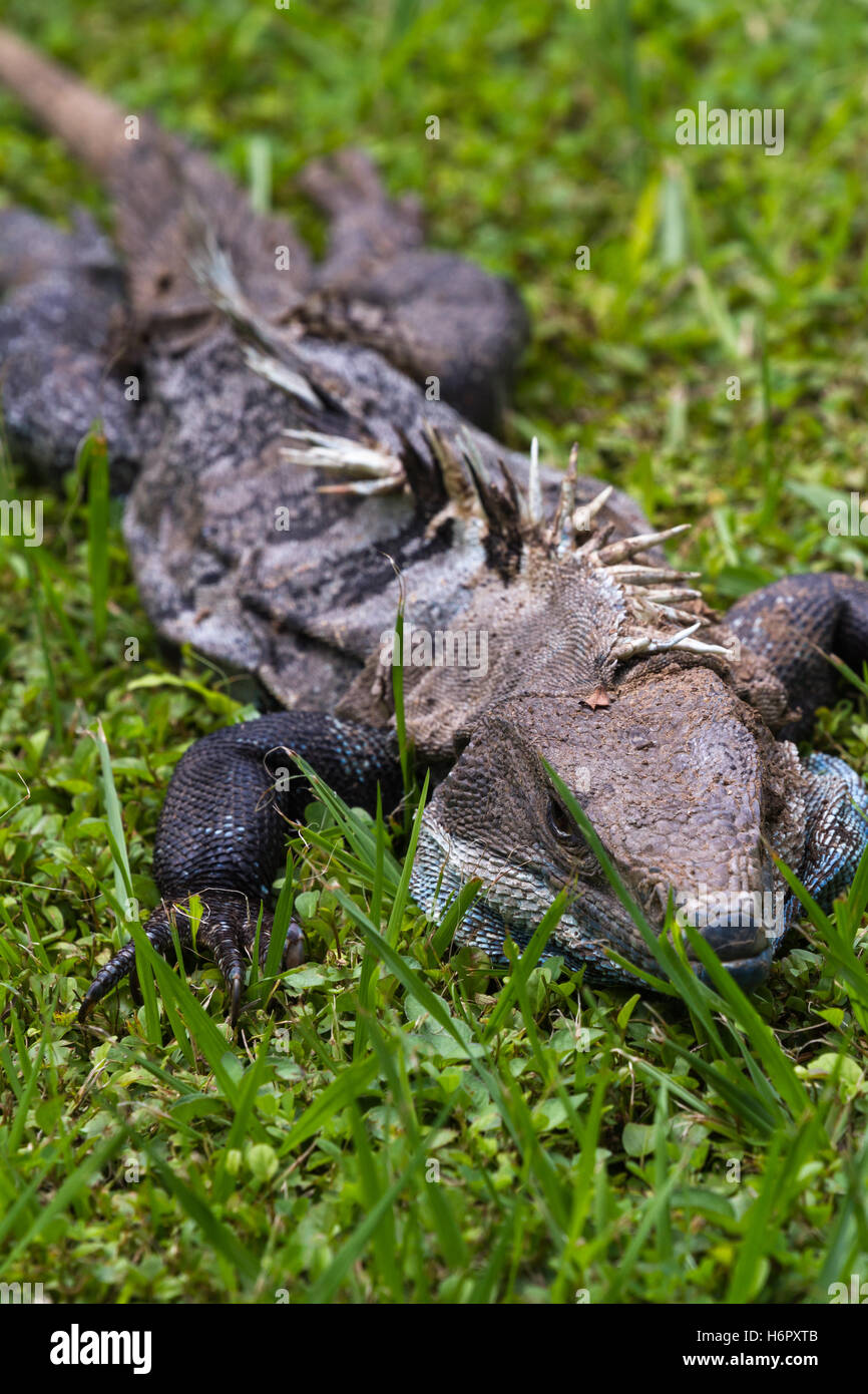 Lizard laying flat hi-res stock photography and images - Alamy