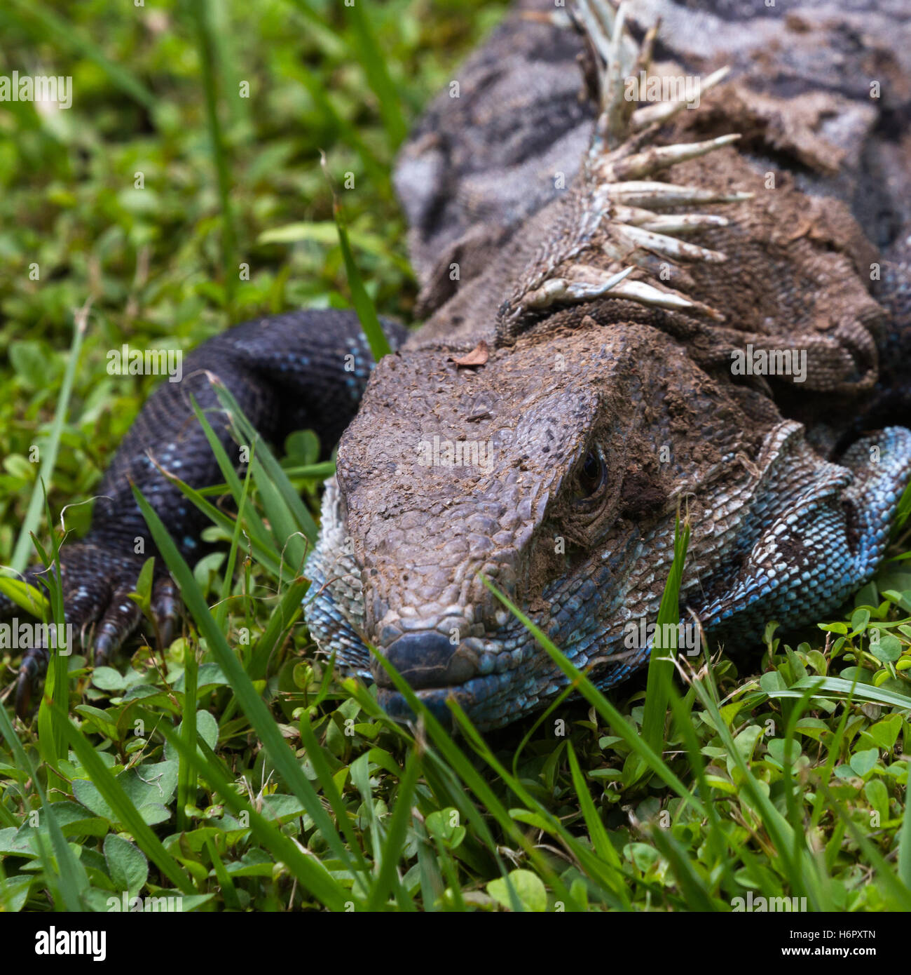 Lizard laying flat hi-res stock photography and images - Alamy
