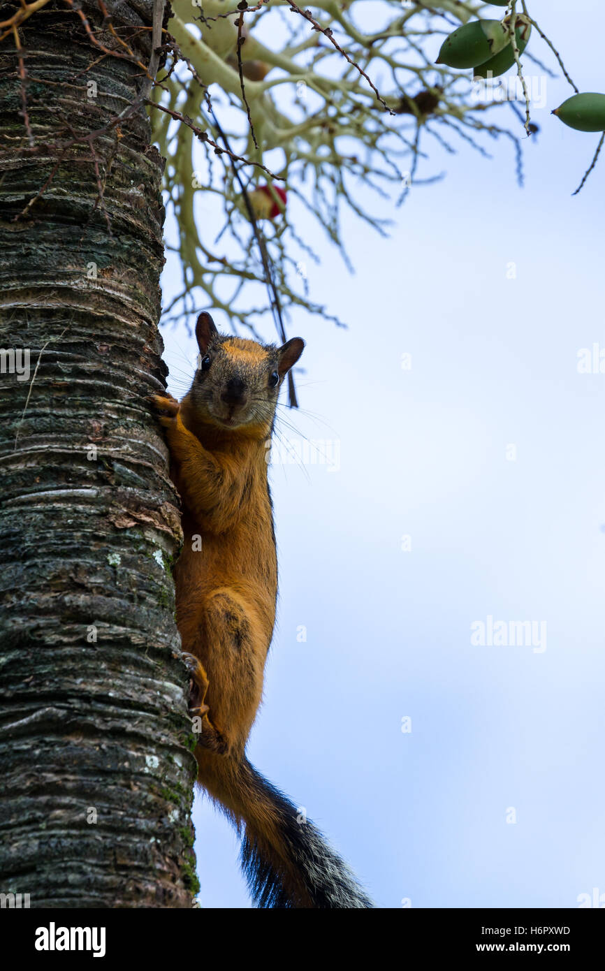close up of the face of a tropical squirrel peeking around a tree Stock ...