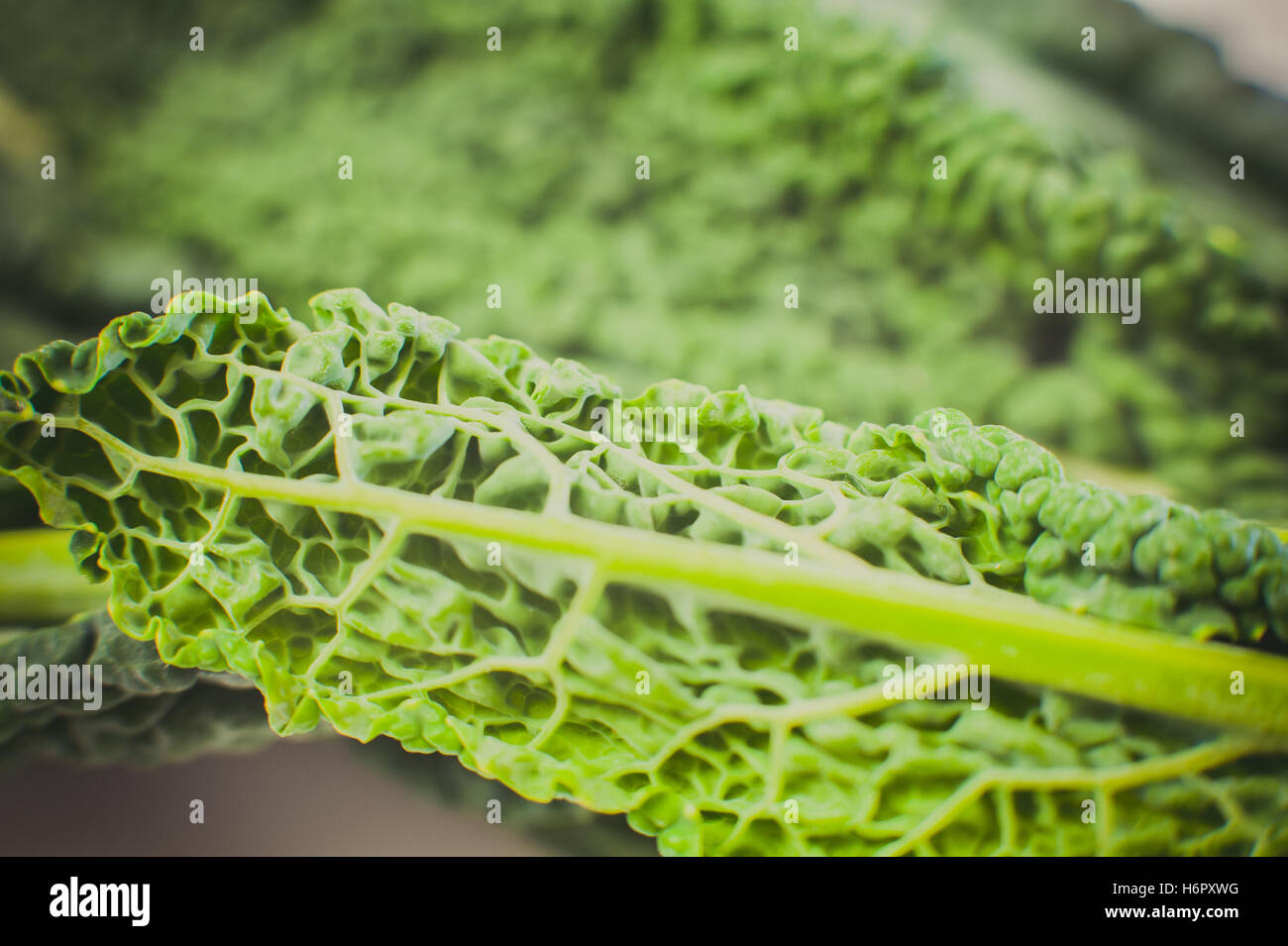 Vegetable detail hi-res stock photography and images - Alamy