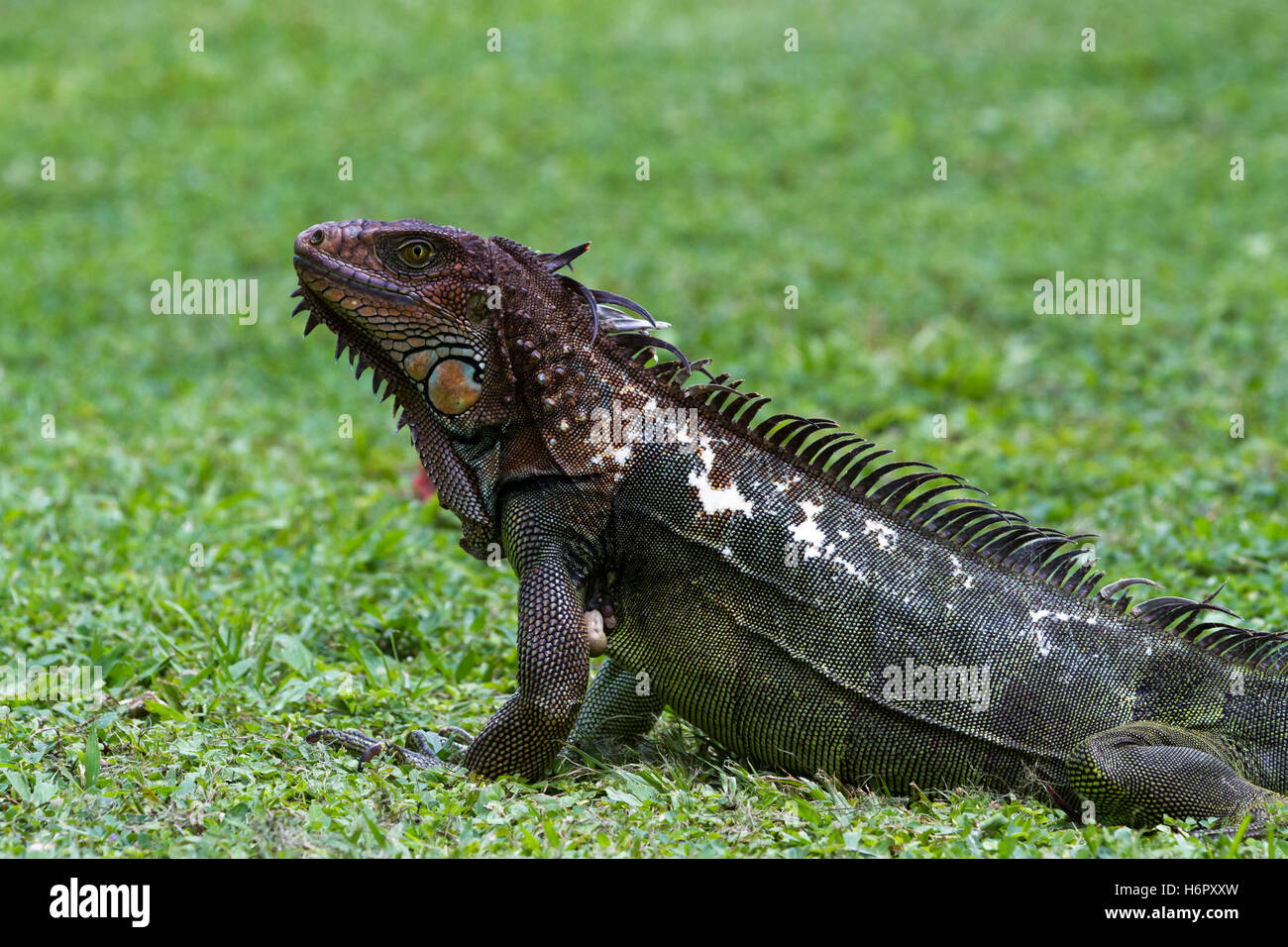 tropical scene with a spiny tailed iguana crawling on the ground Stock ...