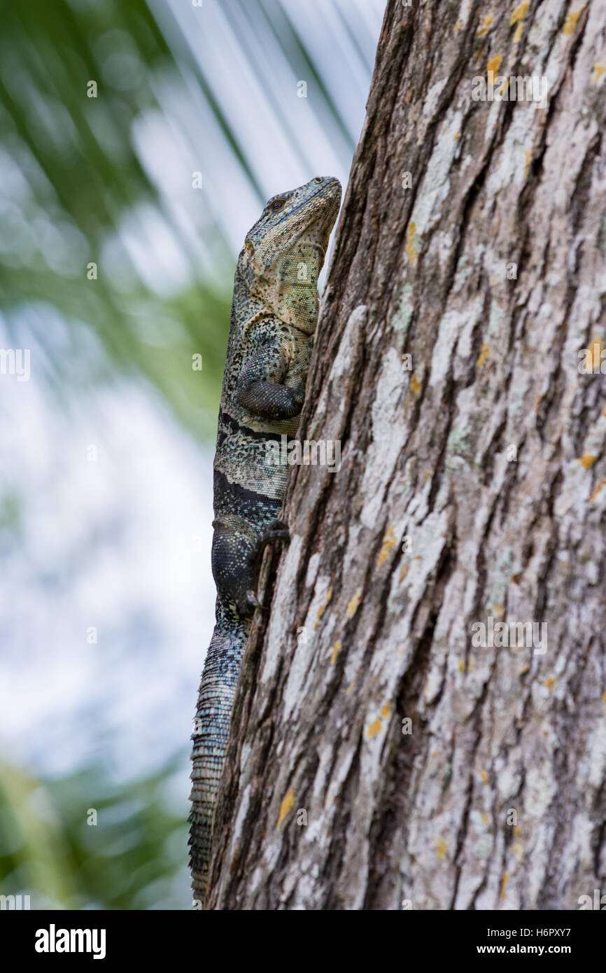 tropical scene with a spiny tailed iguana climbing up a tree Stock ...