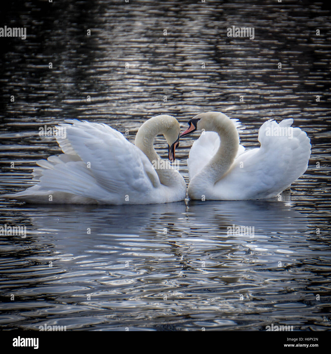 Love birds hi-res stock photography and images - Alamy