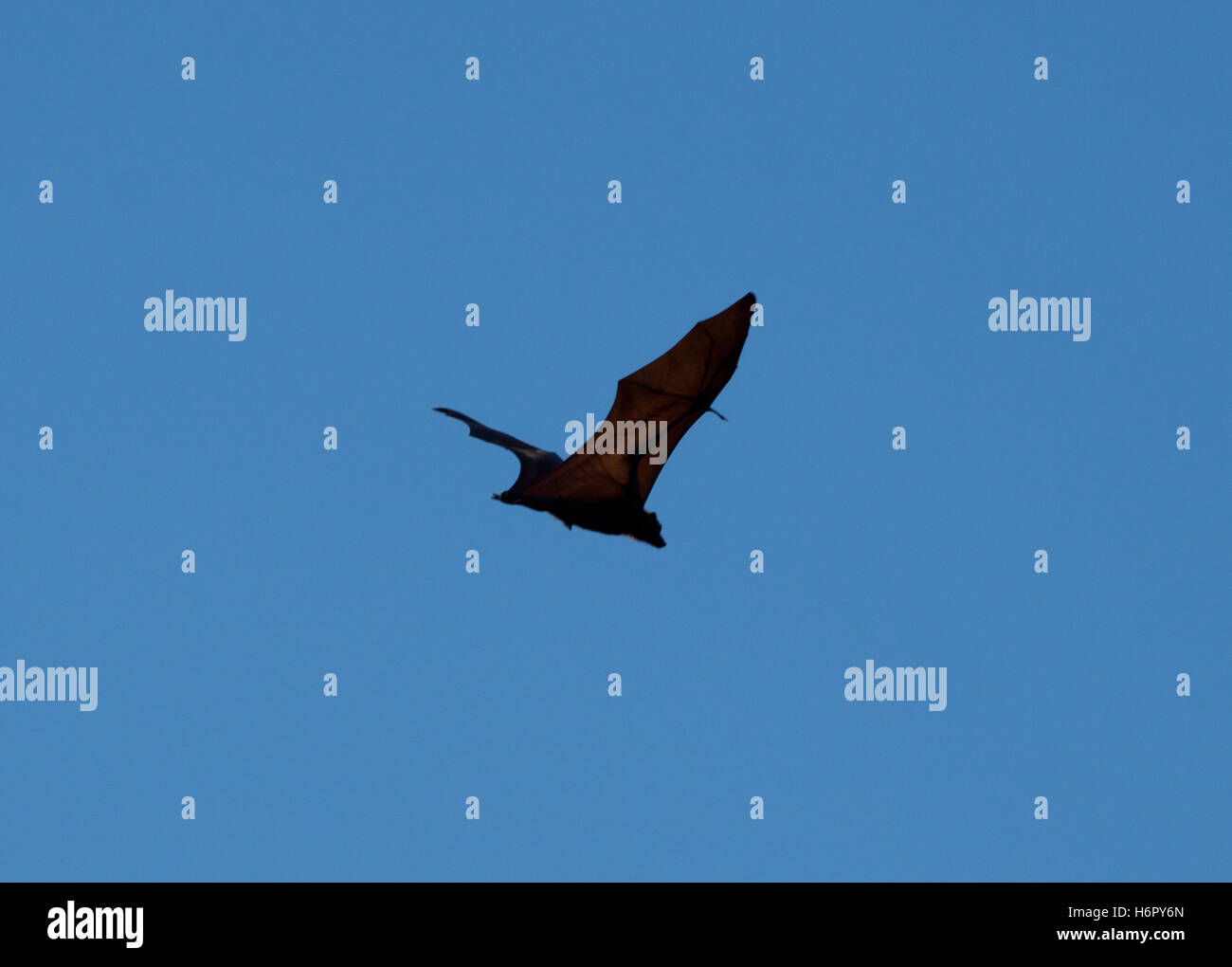 Flying fox australia hi-res stock photography and images - Alamy