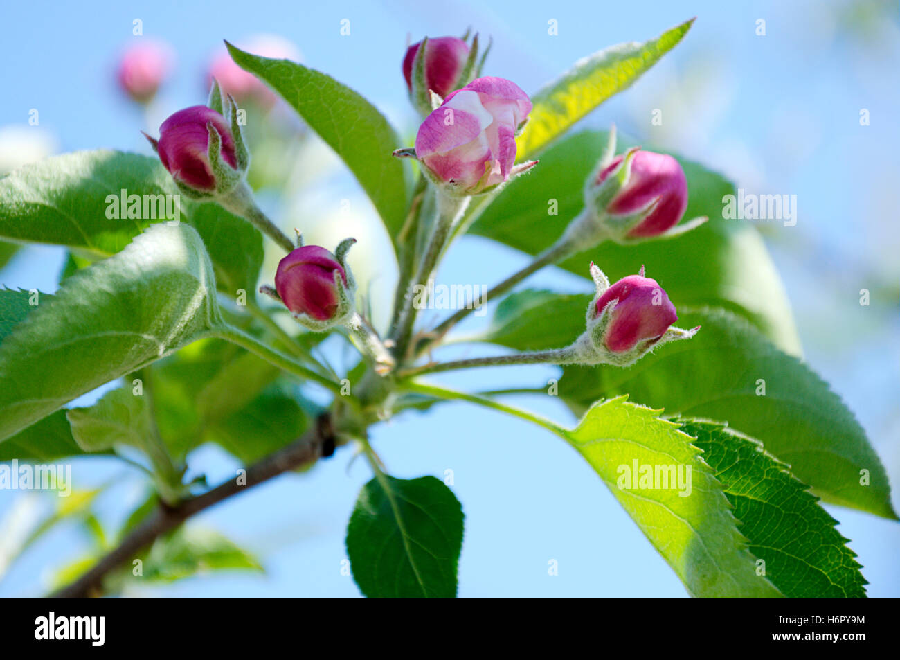 Orchard branches hi-res stock photography and images - Alamy