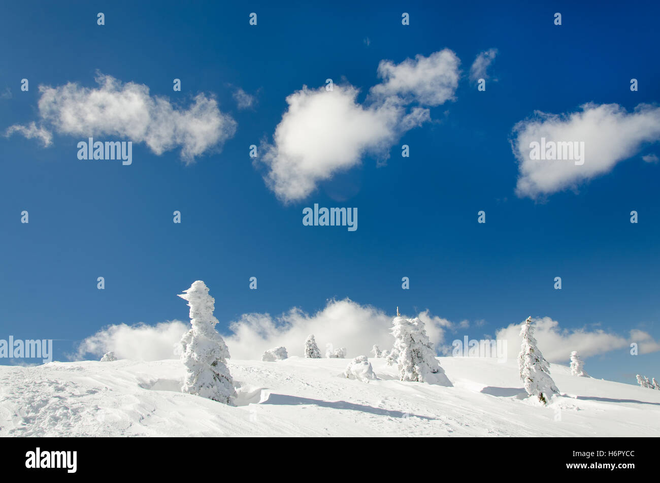 Beautiful snow trees hi-res stock photography and images - Alamy