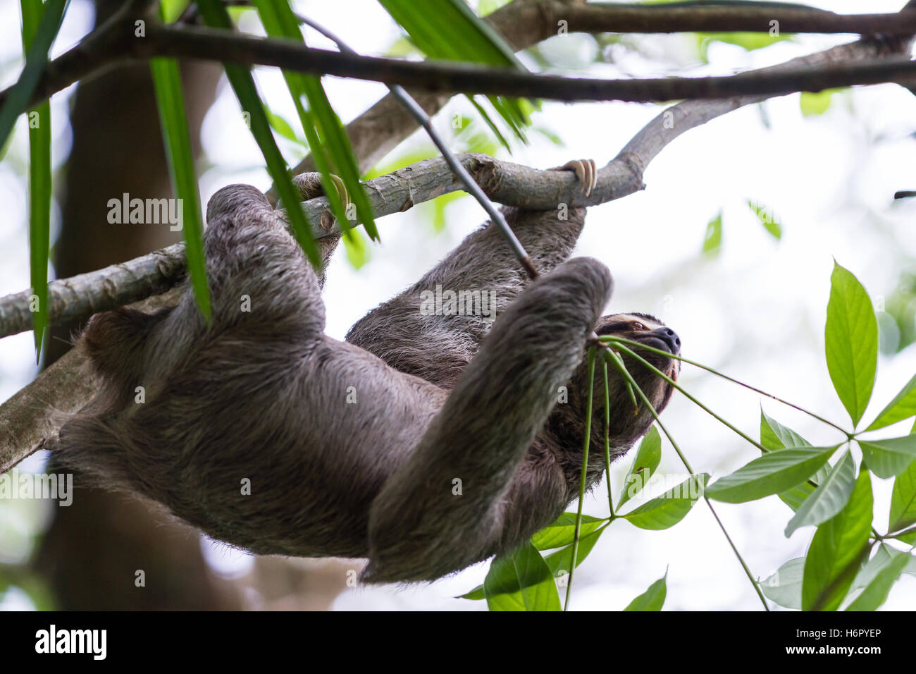 three toed sloth in the costa rican rainforest hanging from a tree ...