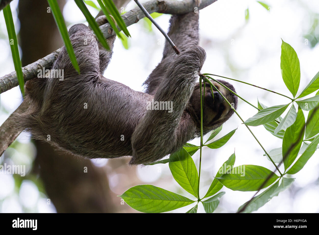 three toed sloth in the costa rican rainforest hanging from a tree ...