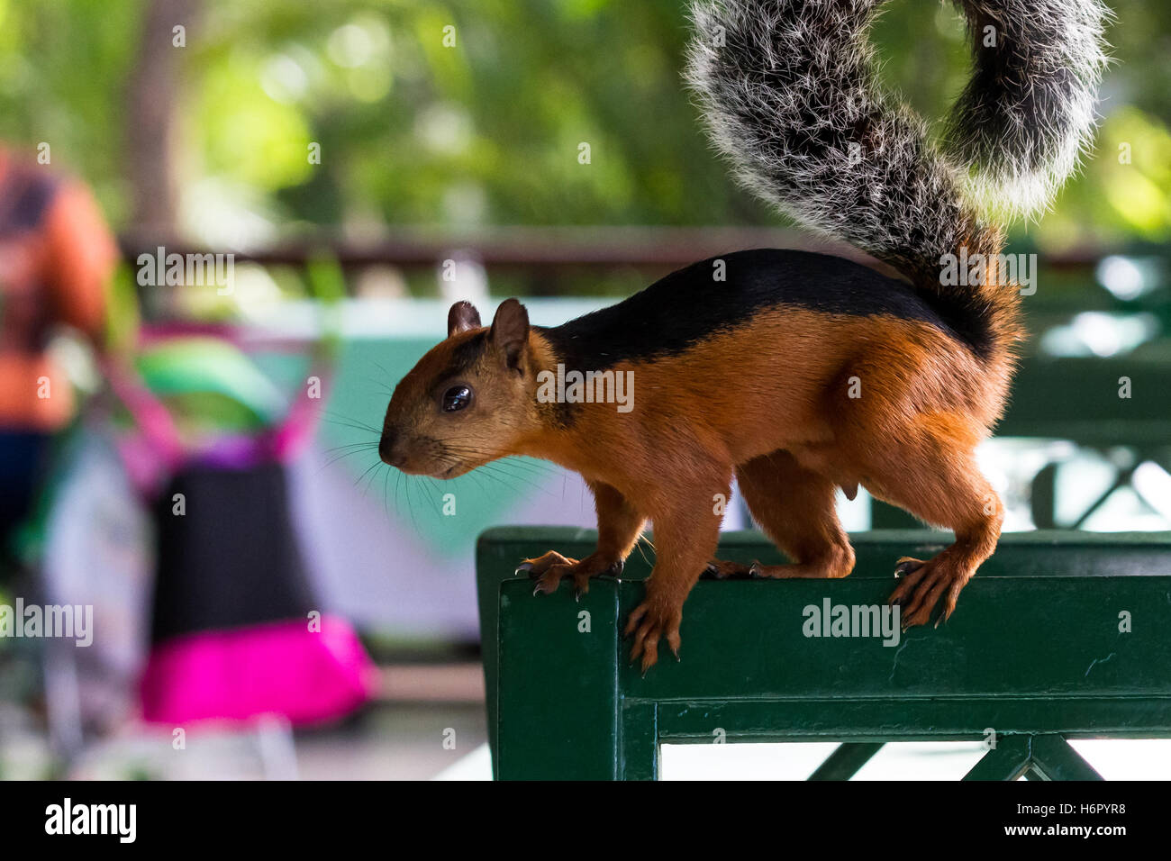 cute red squirrel with a black stripe on its back inside of a resort ...