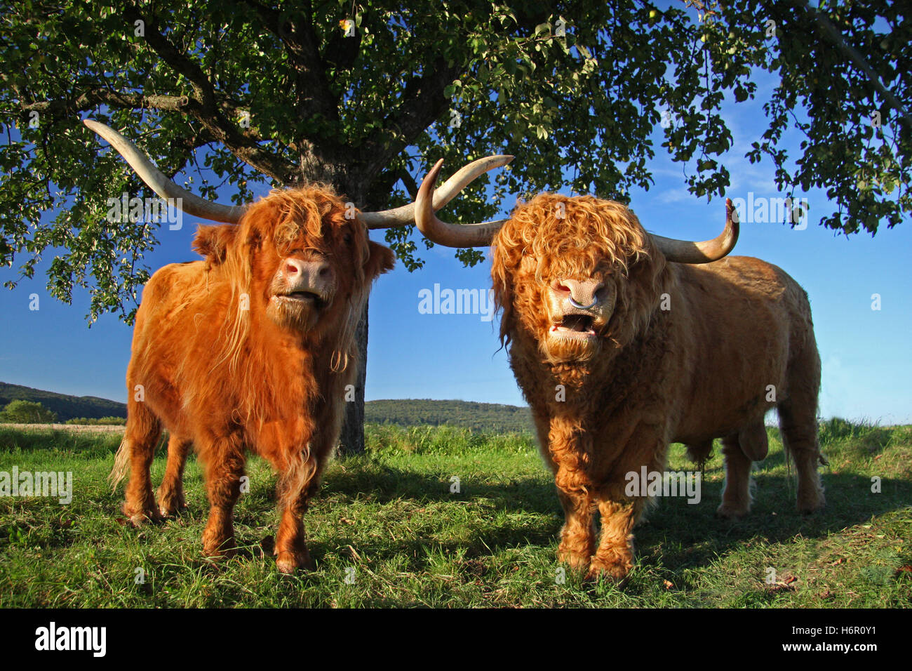 Useful cattle hi-res stock photography and images - Alamy