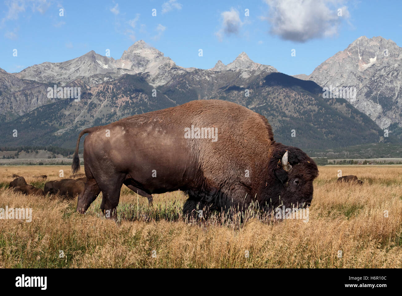 Majestic mammals hi-res stock photography and images - Alamy