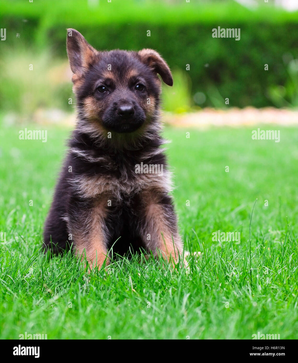 Mammal dog german shepherd hi-res stock photography and images - Alamy