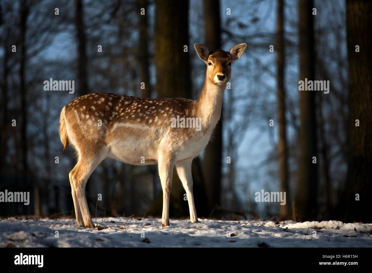 Dam deer hi-res stock photography and images - Alamy