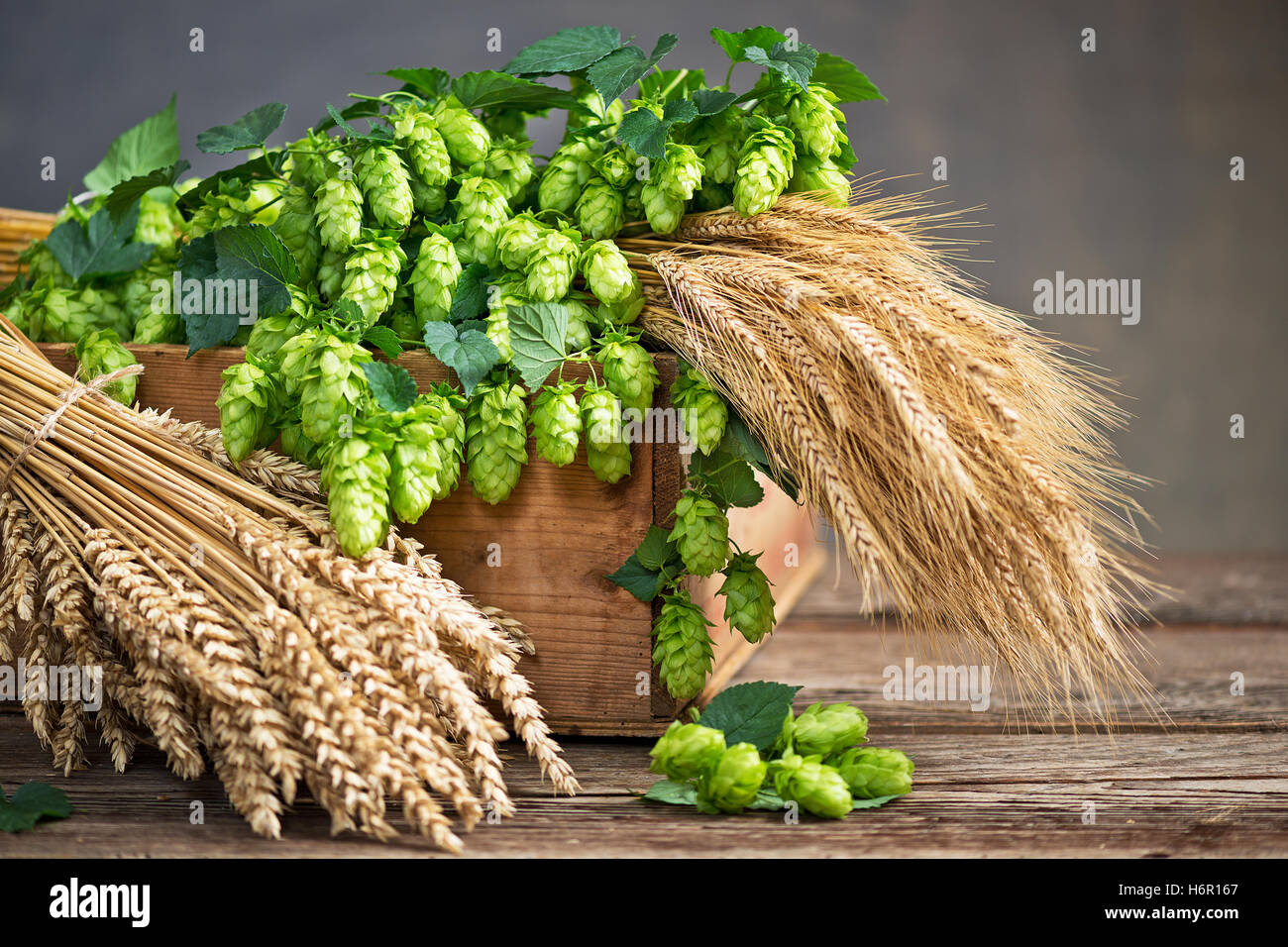 Hop cones sheaf barley hi-res stock photography and images - Alamy
