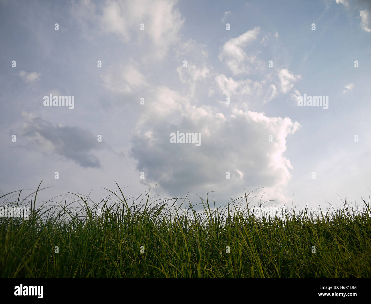 Rank grass hi-res stock photography and images - Alamy