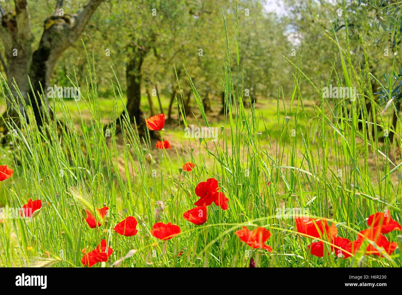 poppy olive grove - corn poppy in olive grove 03 Stock Photo - Alamy