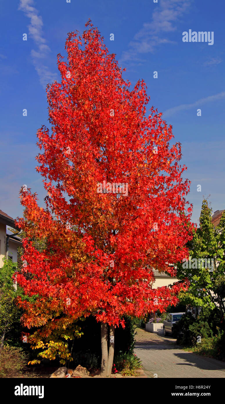 Liquidambar trees hi-res stock photography and images - Alamy