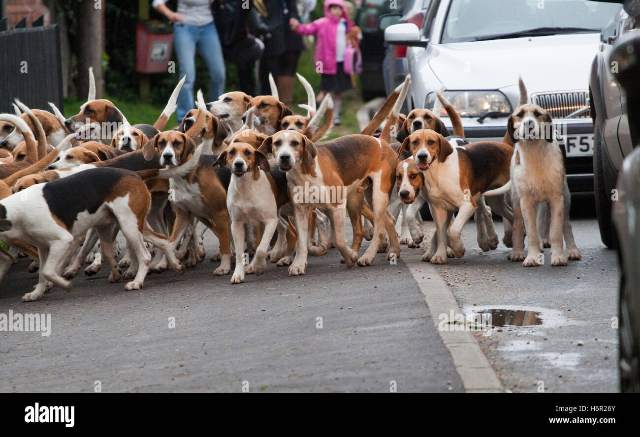 Foxhound pack hi-res stock photography and images - Alamy