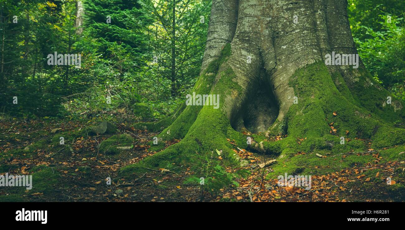A tree trunk with a gaping hole that looks like a rabbit hole or a ...