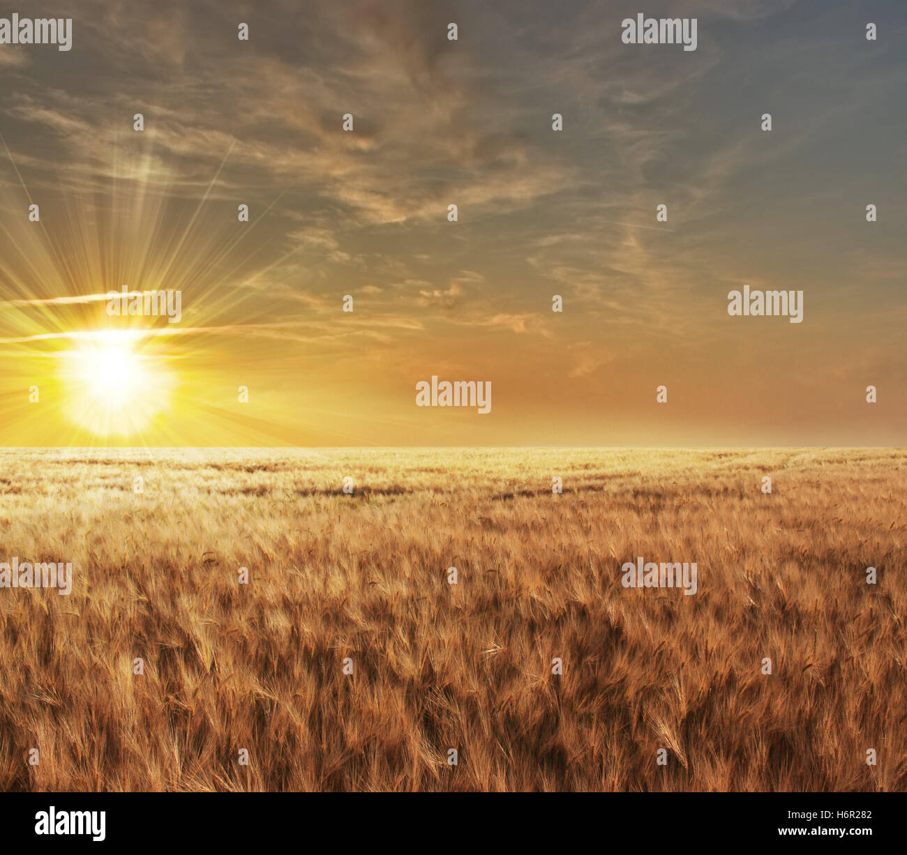 Planet earth and wheat hi-res stock photography and images - Alamy