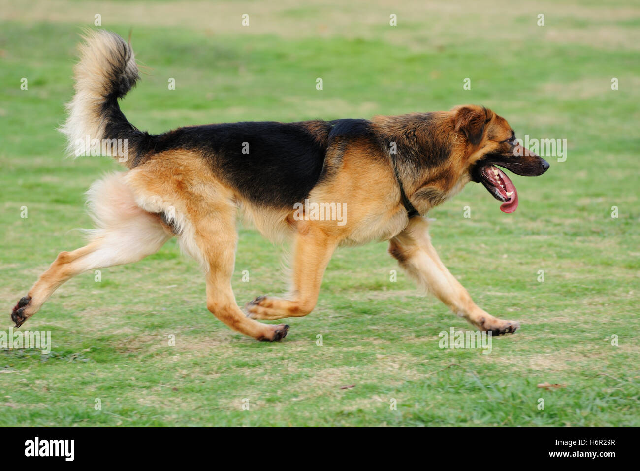 Robust animals hi-res stock photography and images - Alamy