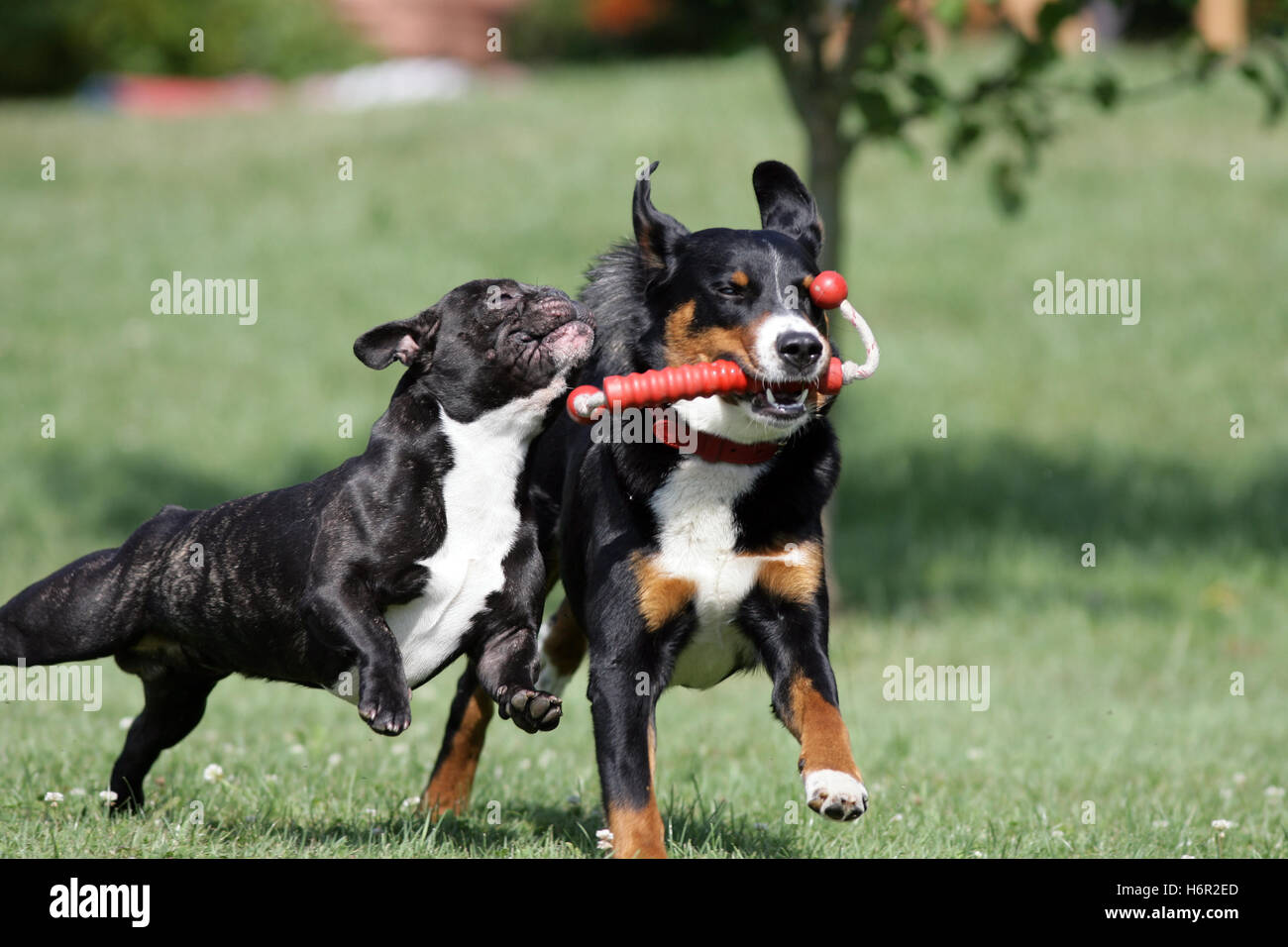 together playing dogs Stock Photo - Alamy