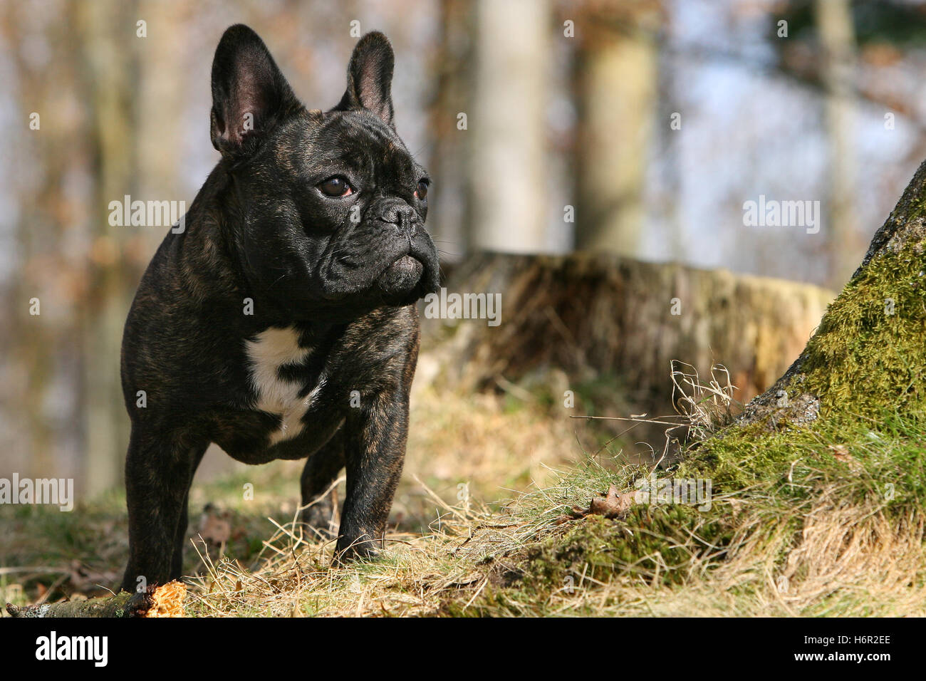 French bullie hi-res stock photography and images - Alamy
