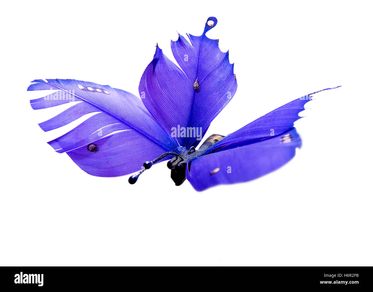 Blue butterfly wing hi-res stock photography and images - Alamy