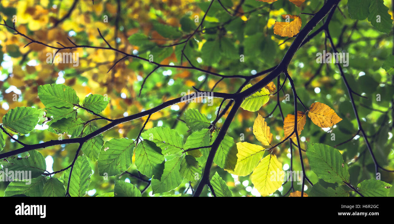 A view of leaves from below a tree with a combination of green and fall ...