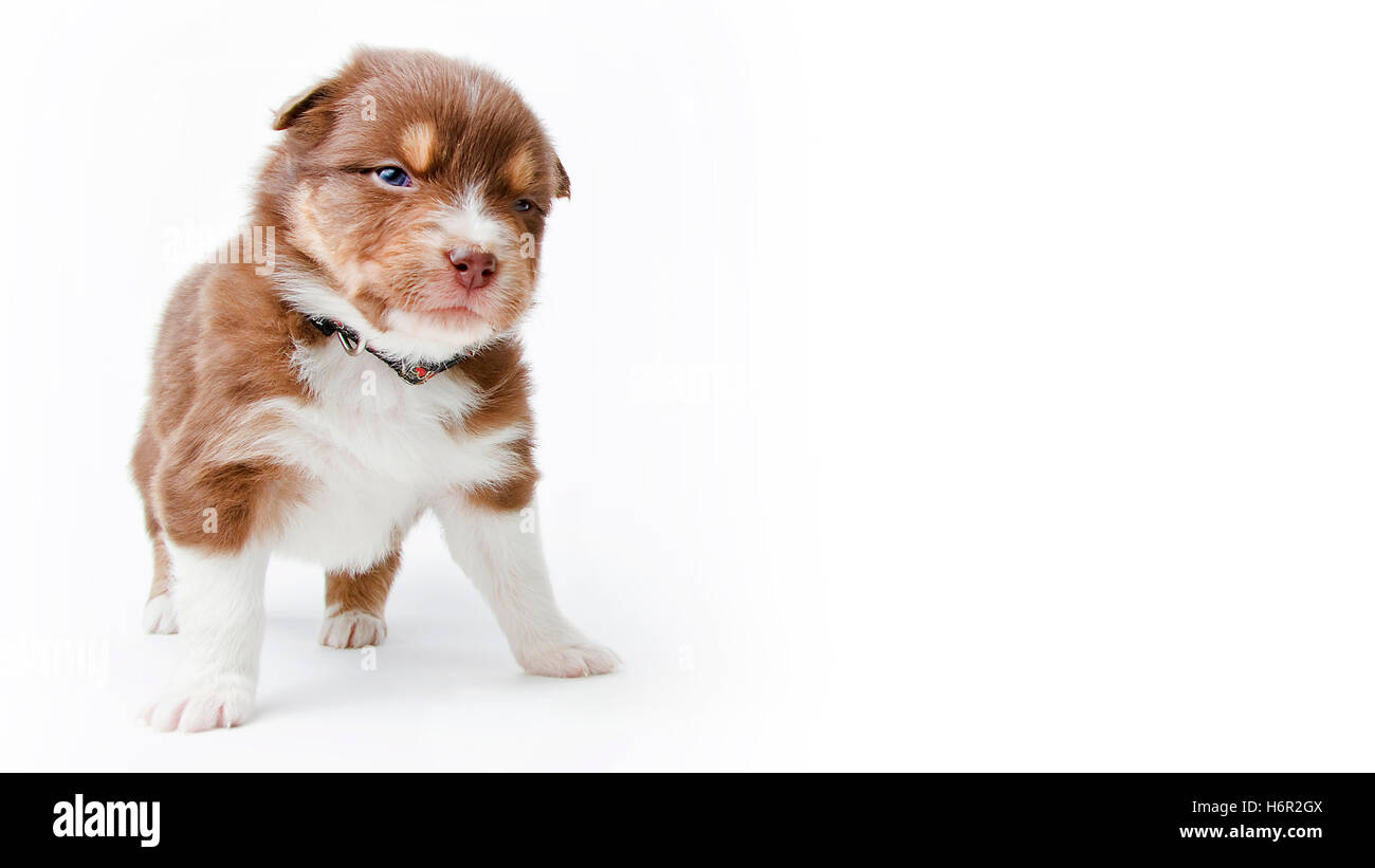 Tyson Dog High Resolution Stock Photography and Images - Alamy