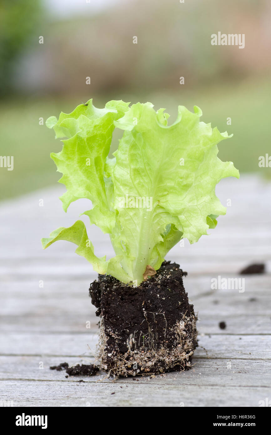 Lettuce seedling hi-res stock photography and images - Alamy