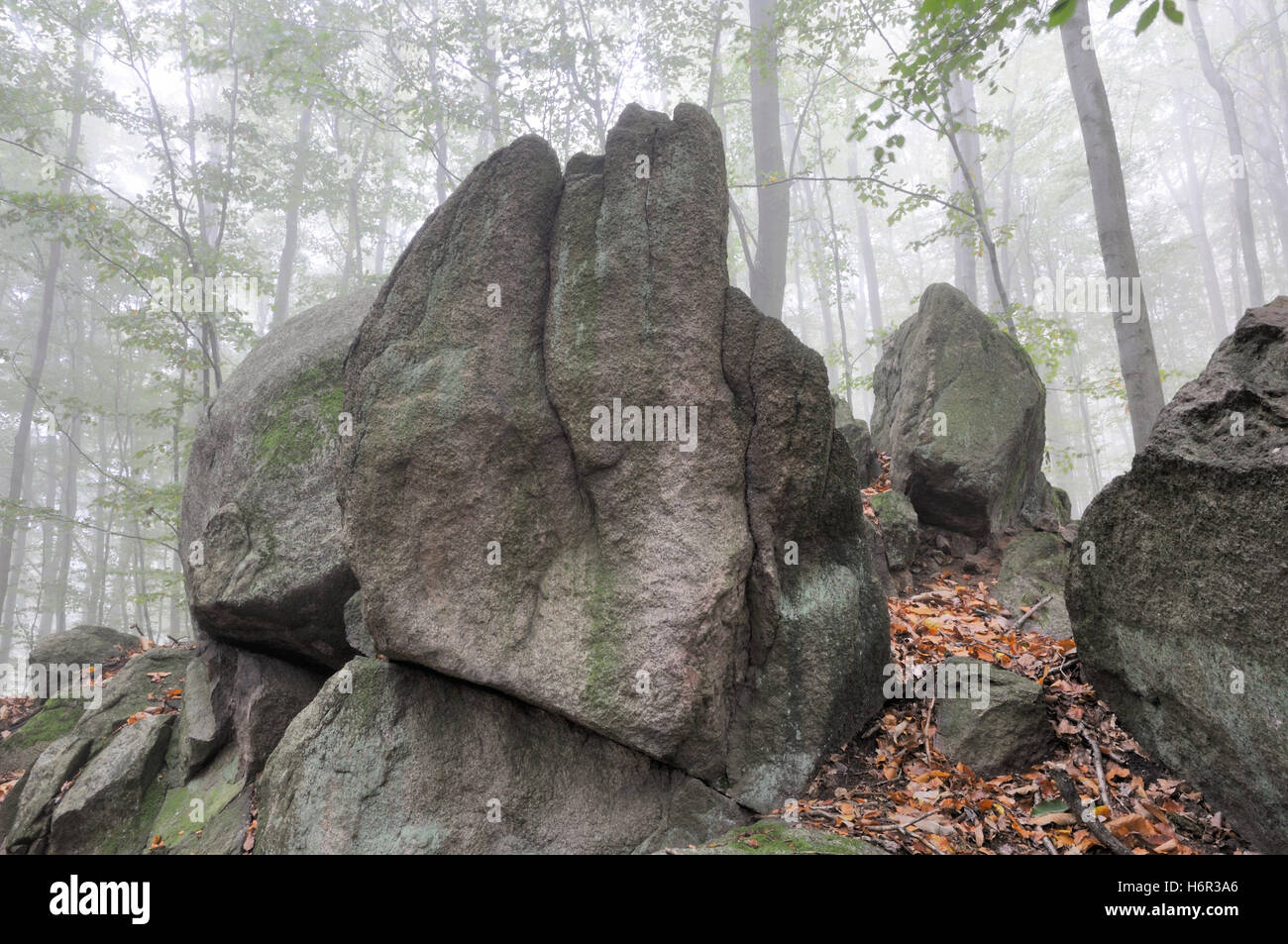 Rock in the forest hi-res stock photography and images - Alamy
