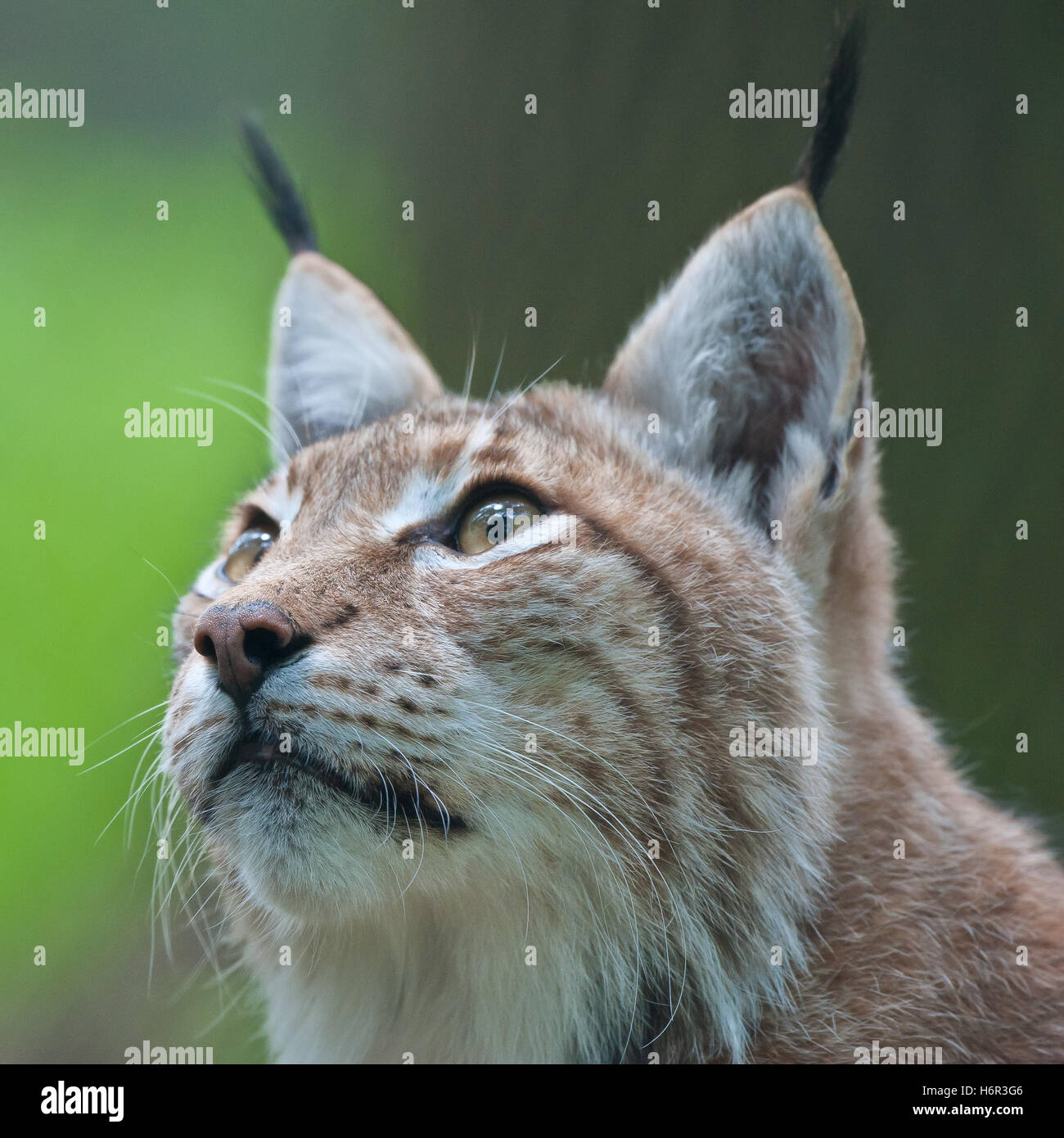 Lynx trail hi-res stock photography and images - Alamy