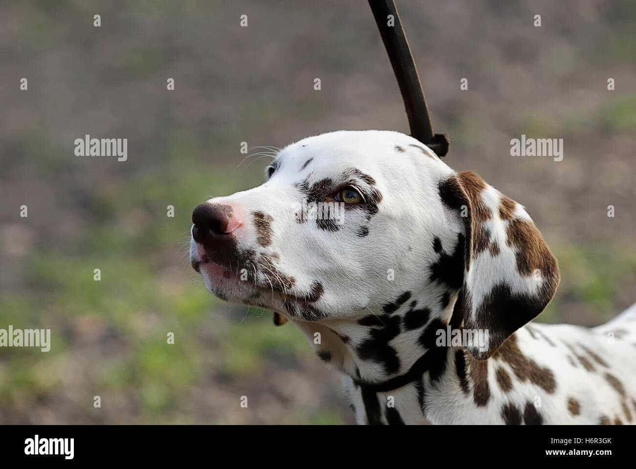 Dalmatian dog brown spots hi-res stock photography and images - Alamy