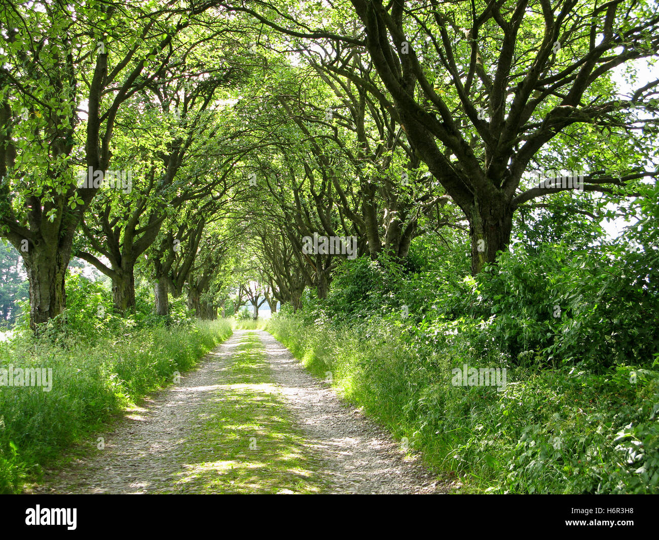 Thick forests hi-res stock photography and images - Alamy